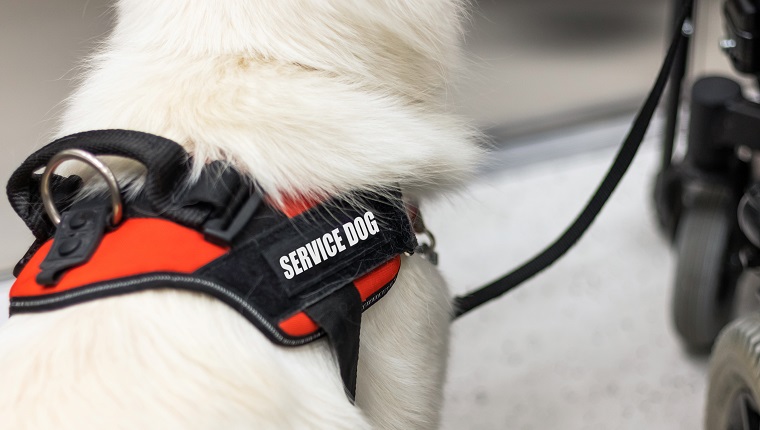 'Operation Delta Dog' Rescues Homeless Dogs To Serve Boston-Area ...