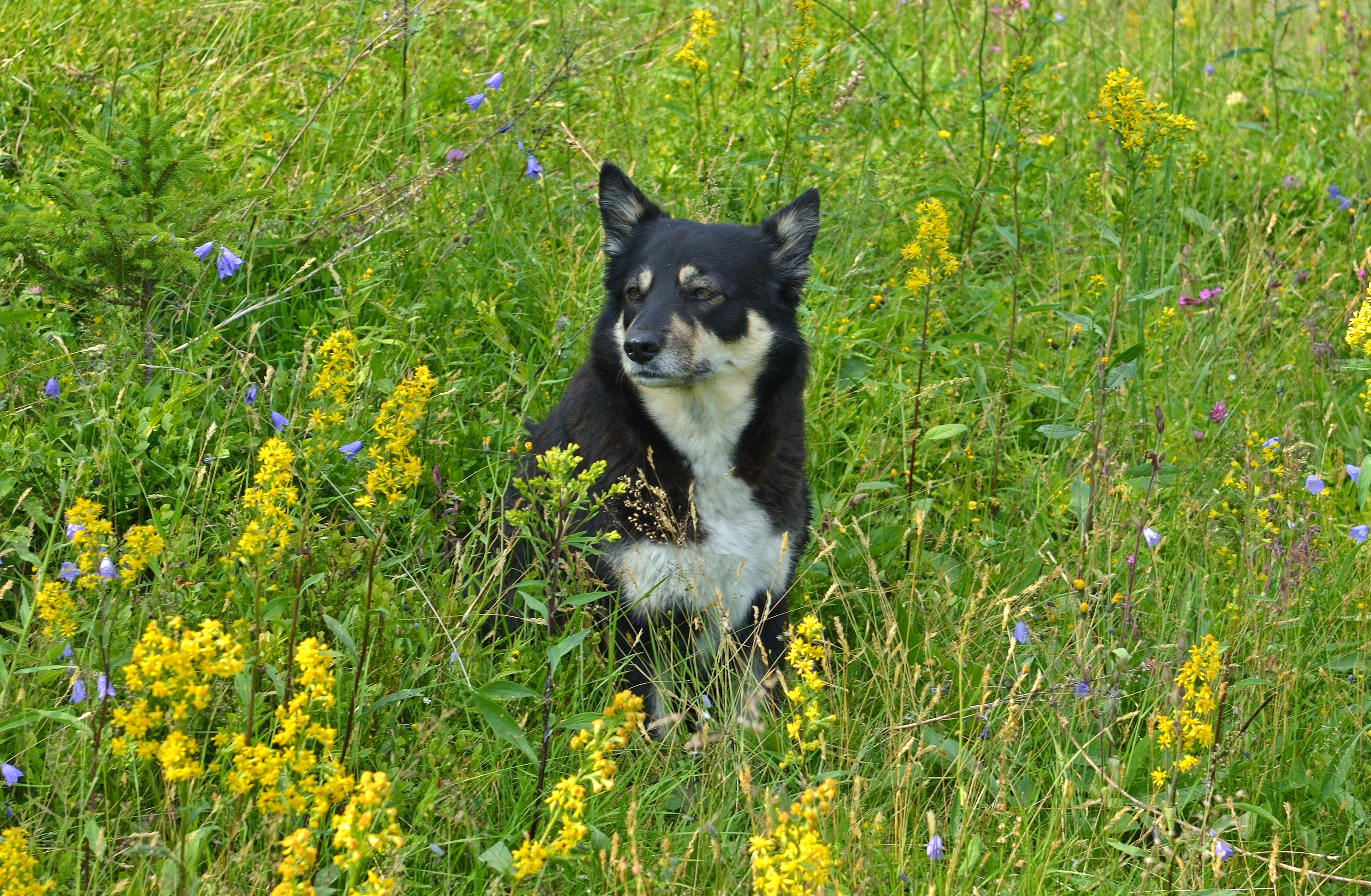 Lapponian Herder Dog Breed Information & Characteristics