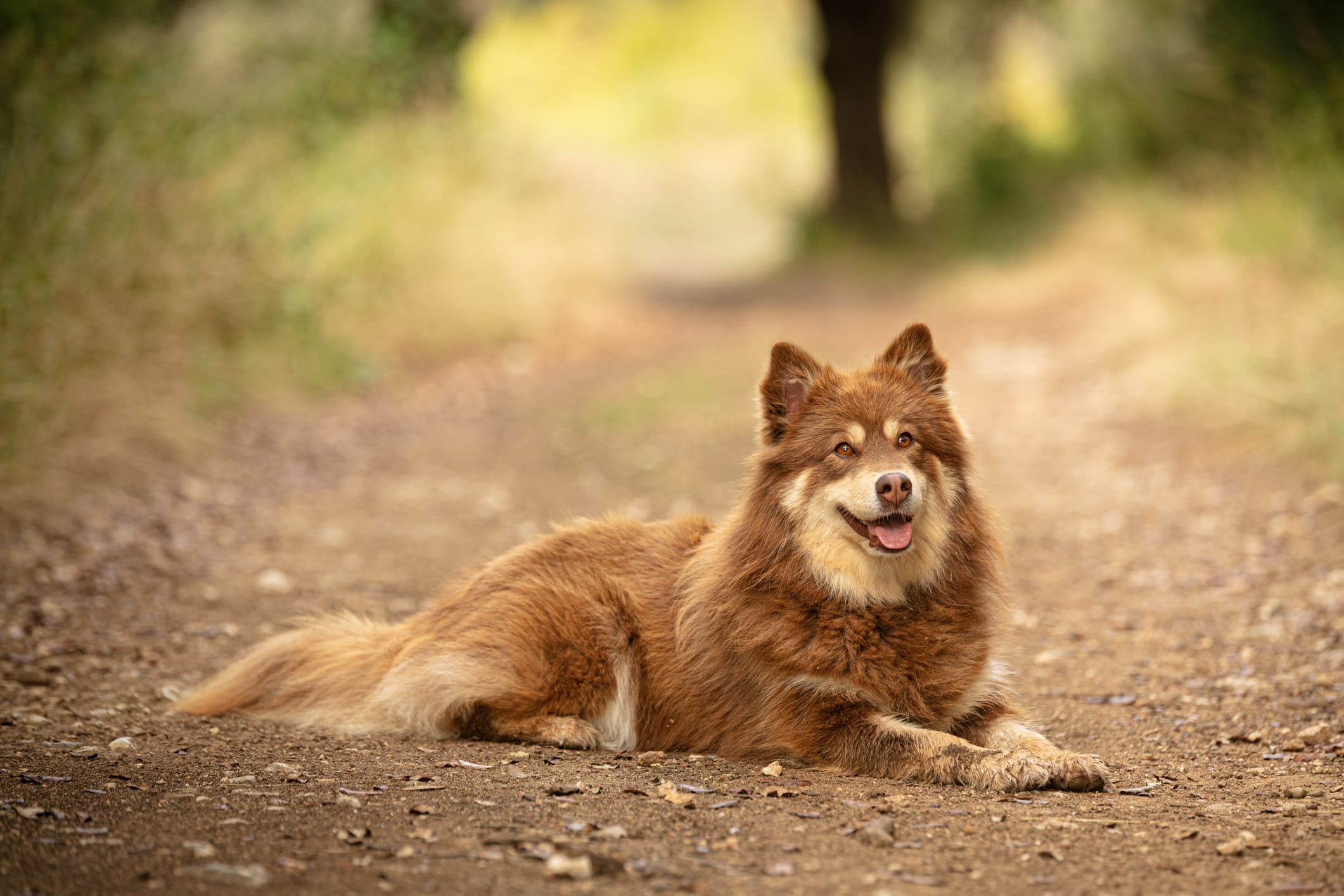 Lapponian Herder Dog Breed Information & Characteristics