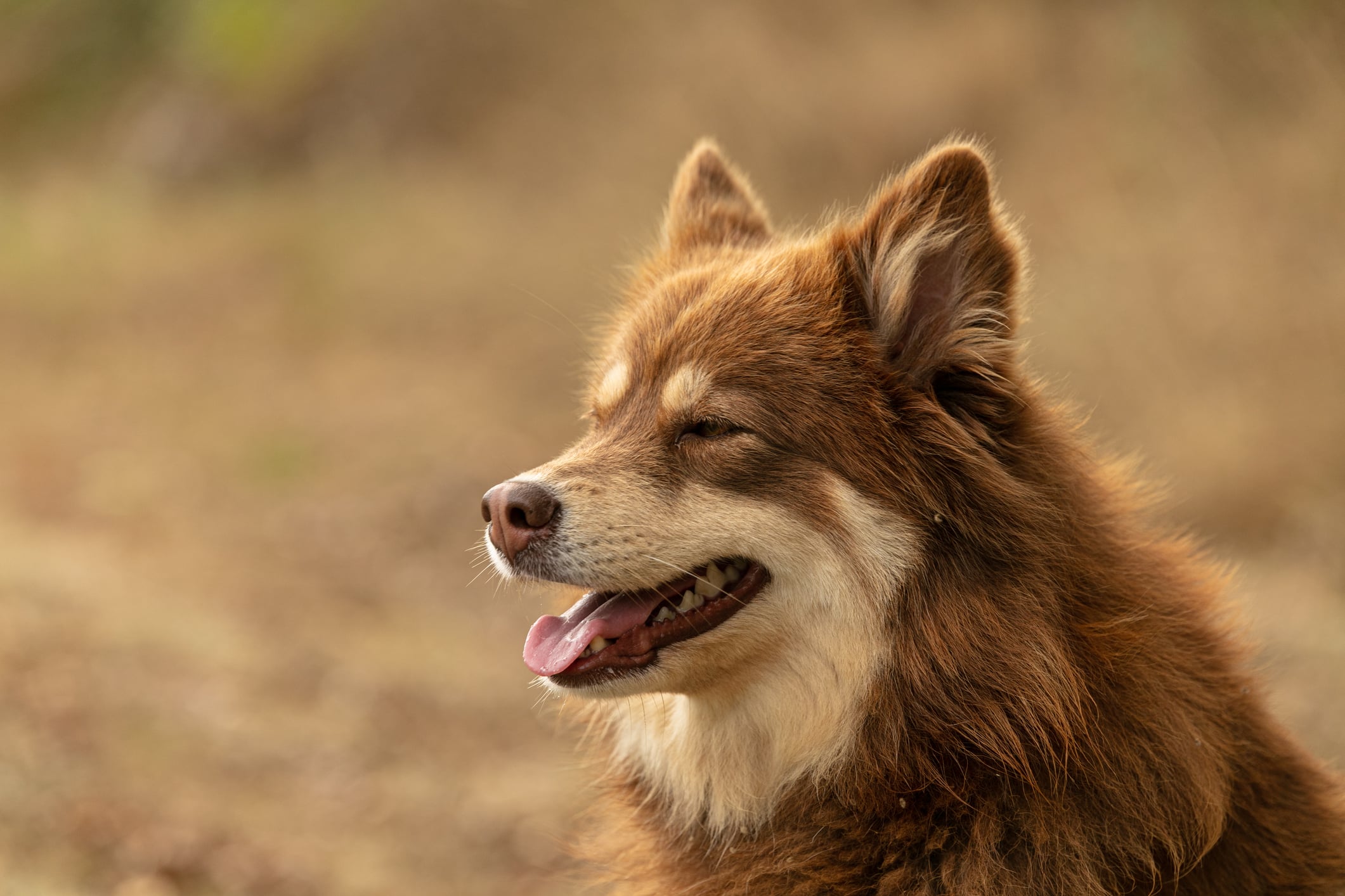 Lapponian Herder Dog Breed Information & Characteristics