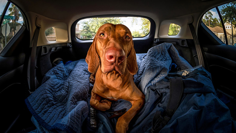 The Best Road Trip Tips for Dog Owners - DogTime