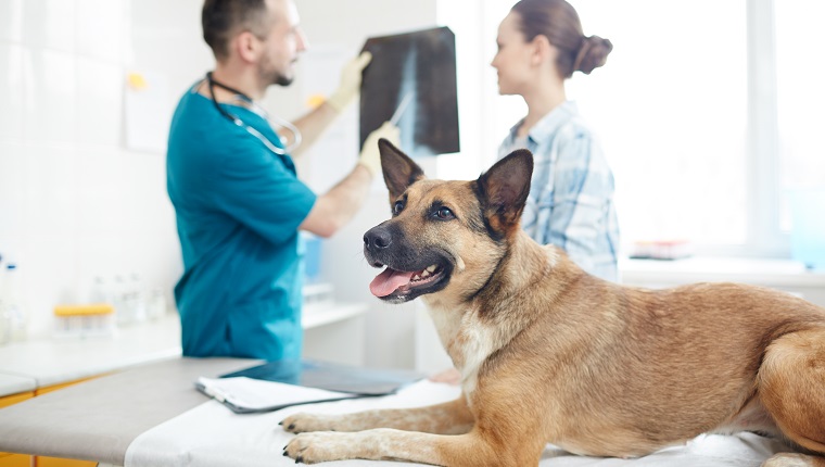 Hypertrophic Osteopathy (Bone Overgrowth) In Dogs: Symptoms, Causes ...