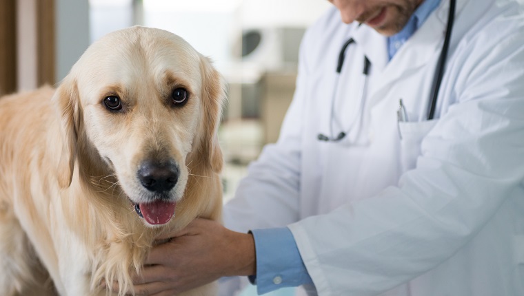 Meningoencephalomyelitis In Dogs