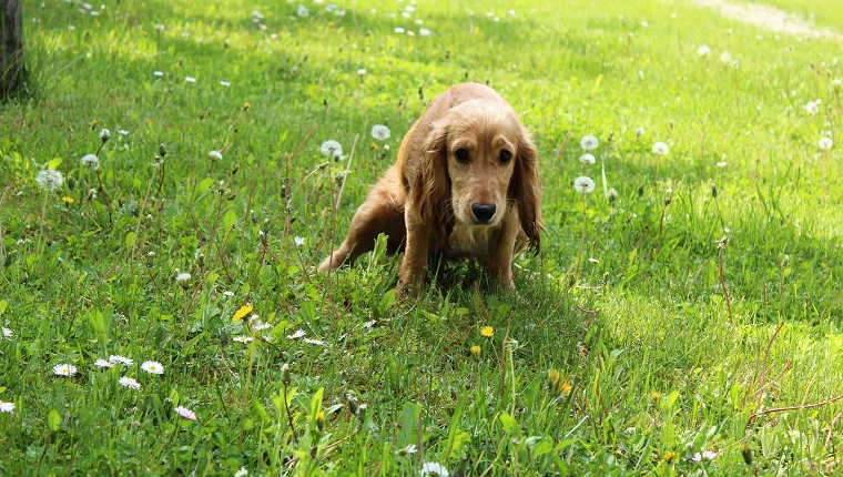 Urolithiasis In Dogs: Symptoms, Causes, & Treatments - DogTime
