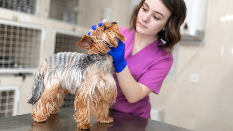 Encephalitis (Brain Inflammation) In Dogs: Symptoms, Causes ...