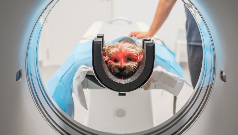 Granulomatous Meningoencephalomyelitis (GME) In Dogs: Symptoms, Causes ...