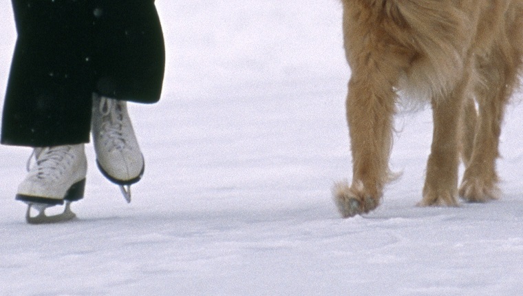 Ice Skating Dog Honored At AKC's Humane Fund Awards For Being An ...