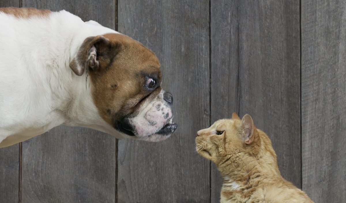 Safely Introducing a New Dog to Your Cat - DogTime
