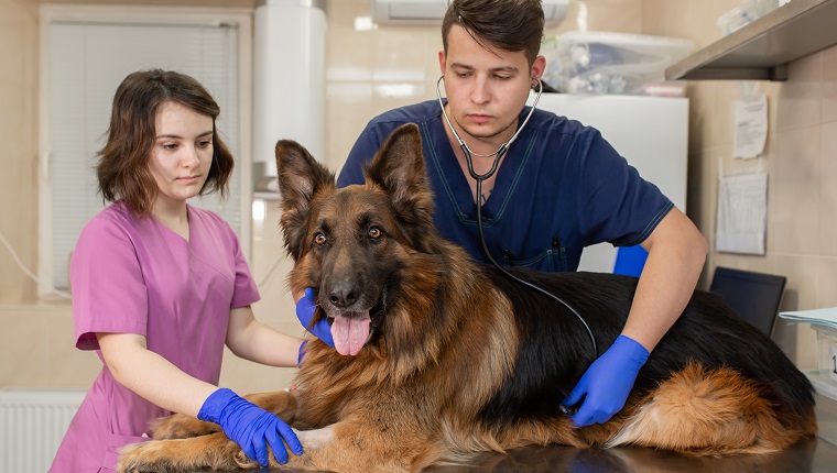 Hemangiopericytoma In Dogs: Symptoms, Causes, & Treatments - DogTime