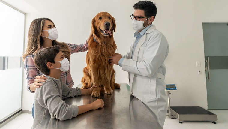 Canine Coronavirus Infection In Dogs: Symptoms, Causes, & Treatments ...