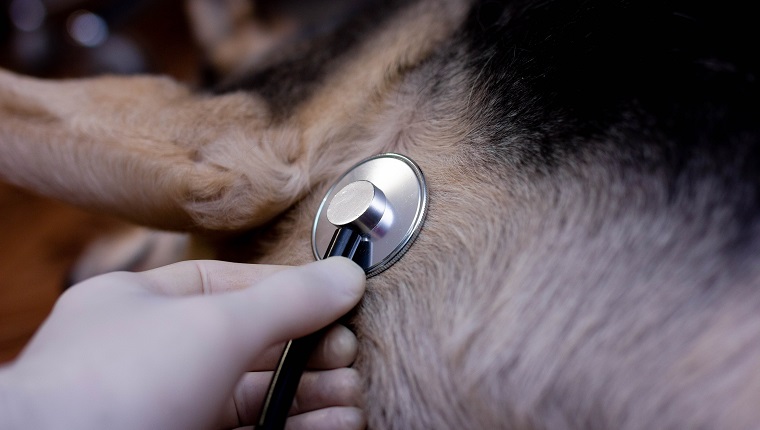 Cardiac Arrest In Dogs: Symptoms, Causes, & Treatments - DogTime