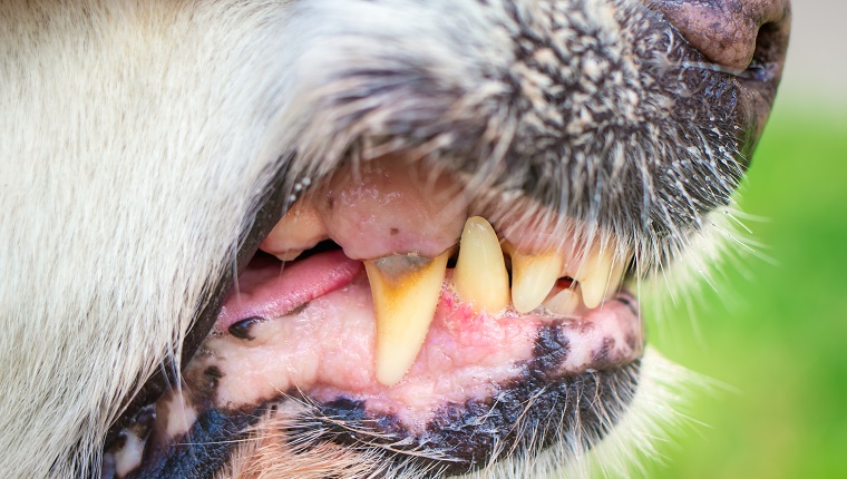 Dental Caries (Cavities) In Dogs: Symptoms, Causes, & Treatments - DogTime