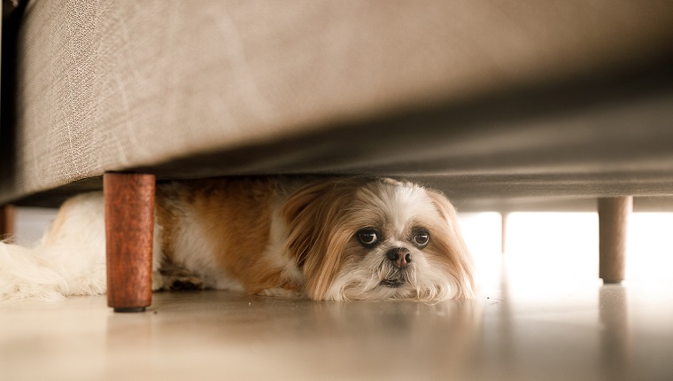 Panic Attacks In Dogs: Symptoms, Causes, & Treatments - DogTime