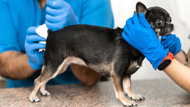 Perianal Fistula In Dogs: Symptoms, Causes, & Treatments - DogTime
