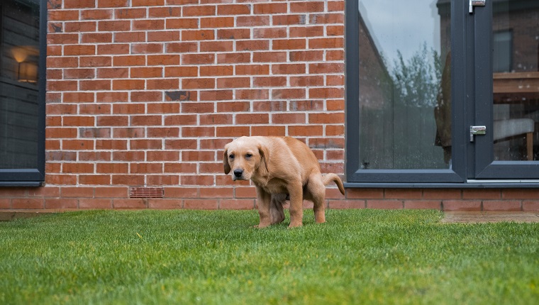 Coccidia In Dogs: Symptoms, Causes, & Treatments - DogTime