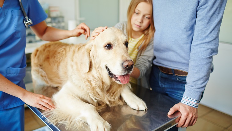 Coccidia In Dogs: Symptoms, Causes, & Treatments - DogTime