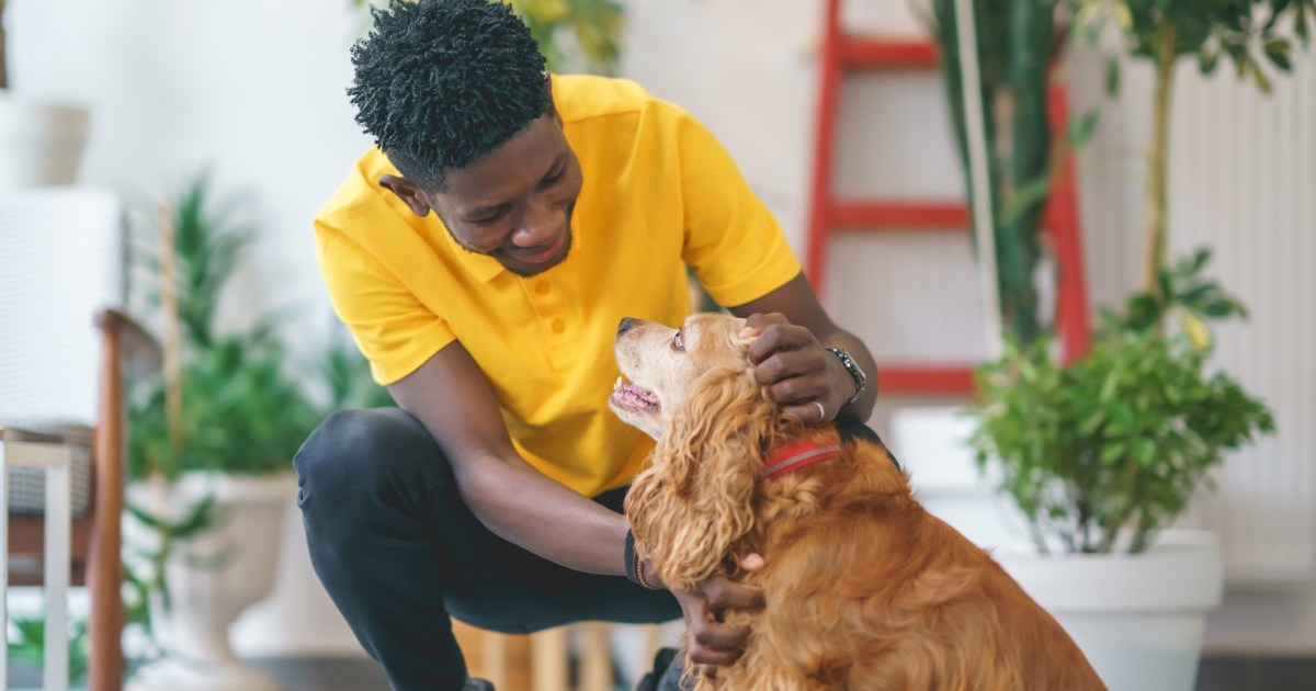 Why You Should Consider Adopting an Adult Dog - DogTime