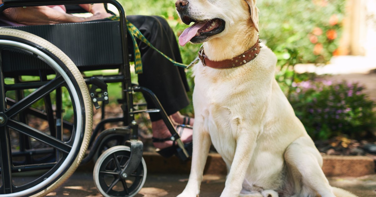 Best Service Dog Breeds for People With Disabilities