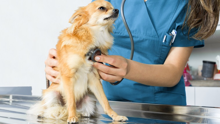 Noncardiogenic Edema In Dogs: Symptoms, Causes, & Treatments - DogTime