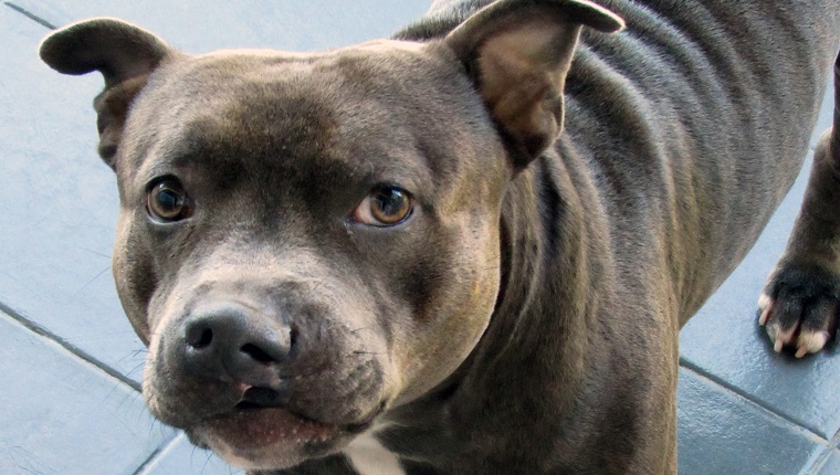Cleft Palate In Dogs: Symptoms, Causes, & Treatments - DogTime