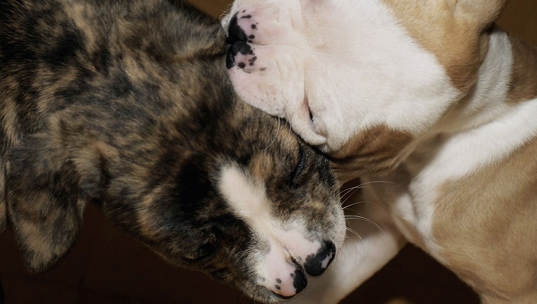 Cleft Palate In Dogs: Symptoms, Causes, & Treatments - DogTime