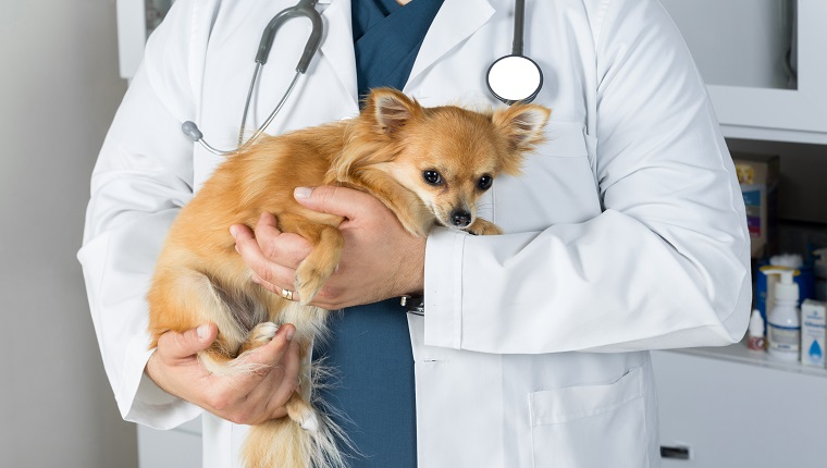 Coagulopathy Of Liver Disease In Dogs: Symptoms, Causes, & Treatments ...