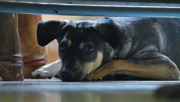 Coonhound Paralysis In Dogs: Symptoms, Causes, & Treatments - DogTime