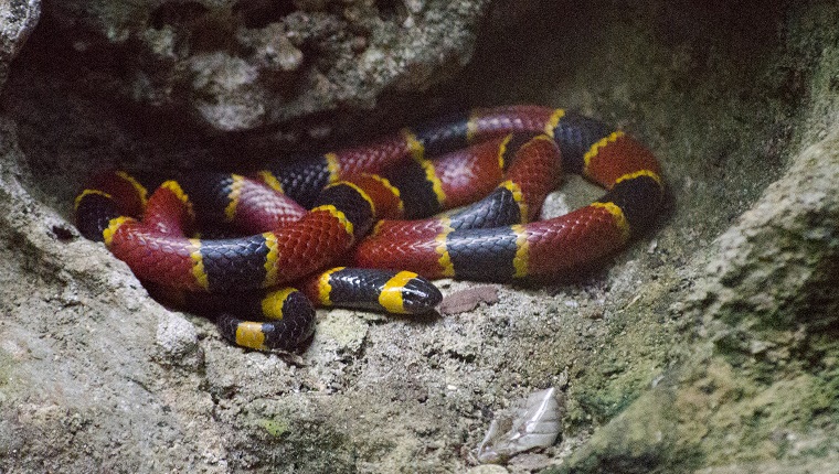 Coral Snake Bite Poisoning In Dogs: Symptoms, Causes, & Treatments ...