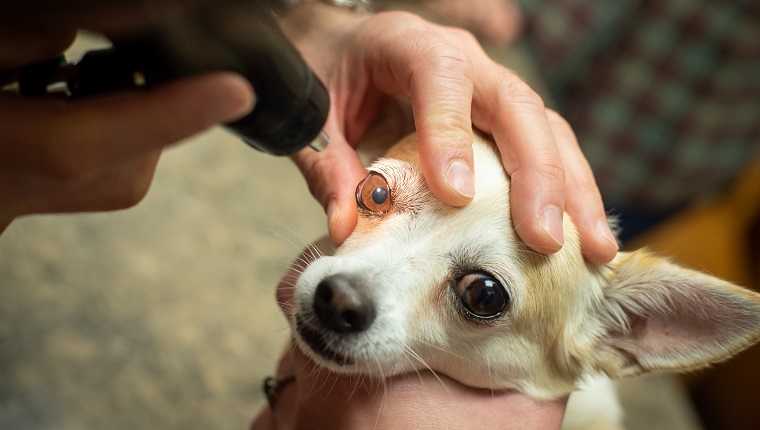 Corneal Dystrophy In Dogs: Symptoms, Causes, & Treatments - DogTime