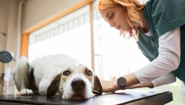 Megacolon In Dogs: Symptoms, Causes, & Treatments - DogTime