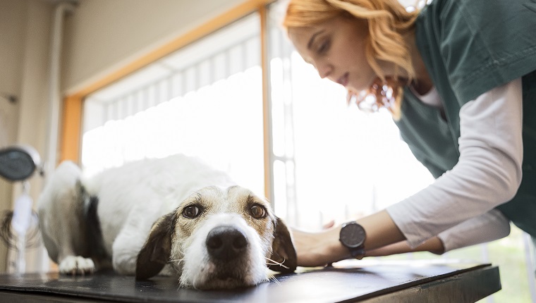 Megacolon In Dogs: Symptoms, Causes, & Treatments - DogTime