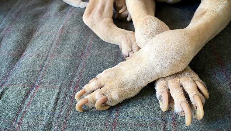Nail Disorders In Dogs: Symptoms, Causes, & Treatments - DogTime