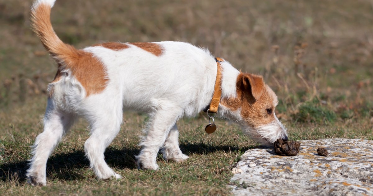 Why Does My Dog Eat Poop?