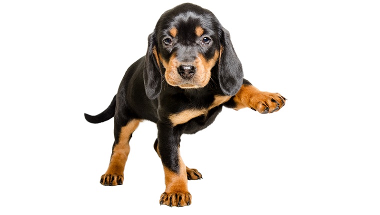 Slovensky Kopov Dog Breed Pictures, Characteristics, & Facts - DogTime