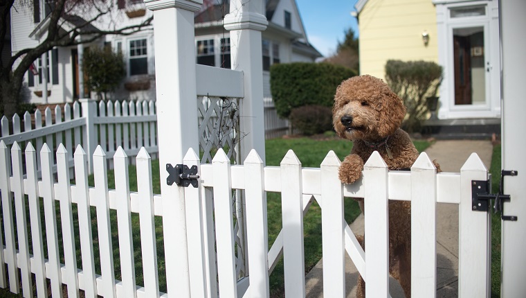 How To Make Sure You & Your Dog Are Good Neighbors - DogTime