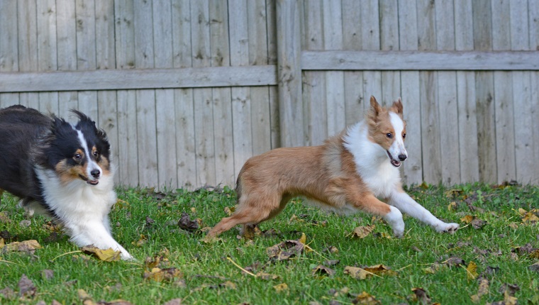 How To Make Sure You & Your Dog Are Good Neighbors - DogTime