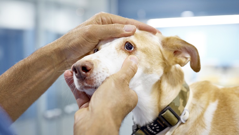Retinal Degeneration In Dogs: Symptoms, Causes, & Treatments - DogTime