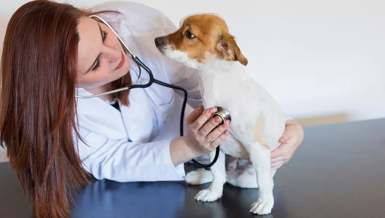 Ventricular Septal Defect (VSD) In Dogs: Symptoms, Causes, & Treatments ...