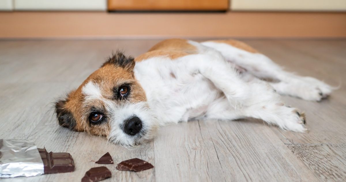 Chocolate Poisoning in Dogs: Symptoms, Causes, and Treatments