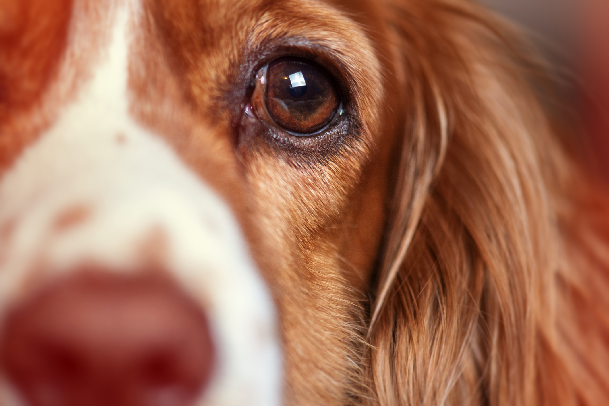 Retinal Degeneration in Dogs: Symptoms, Causes, & Treatments