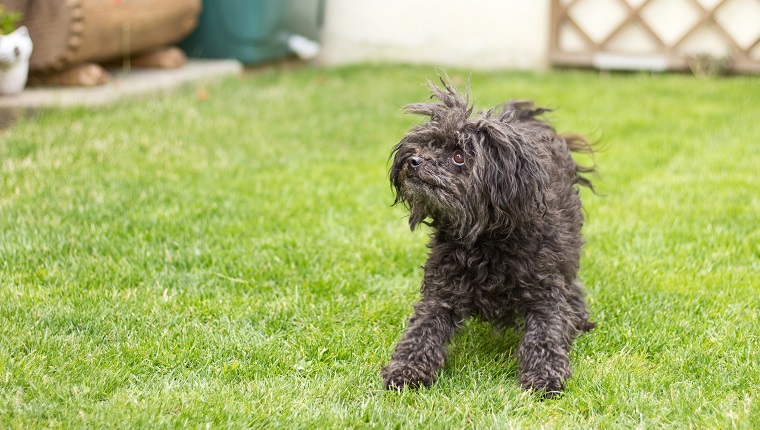Russian Tsvetnaya Bolonka Dog Breed Pictures, Characteristics, & Facts ...