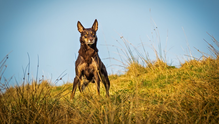 Working Kelpie Dog Breed Pictures, Characteristics, & Facts - DogTime