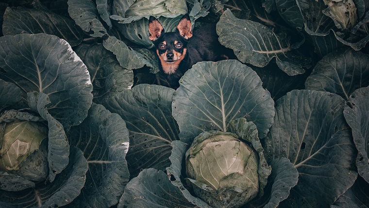 Can Dogs Eat Cabbage? Is Cabbage Safe For Dogs? - DogTime