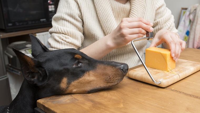 Can Dogs Eat Cheddar Cheese? Is Cheddar Cheese Safe For Dogs? - DogTime