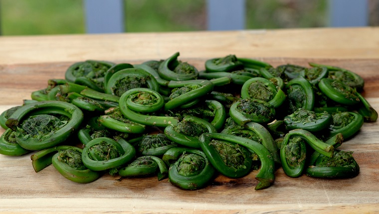 Can Dogs Eat Fiddlehead Ferns? Are Fiddlehead Ferns Safe For Dogs ...
