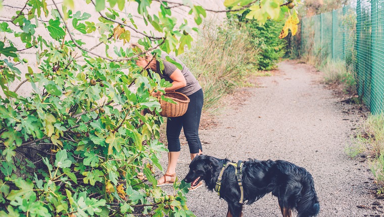 Can Dogs Eat Figs? Are Figs Safe For Dogs? - DogTime