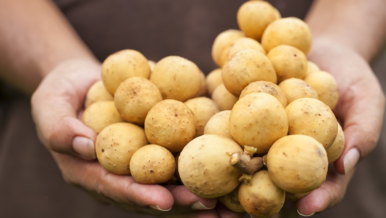 Can Dogs Eat Lanzones? Are Lanzones Safe For Dogs? - DogTime