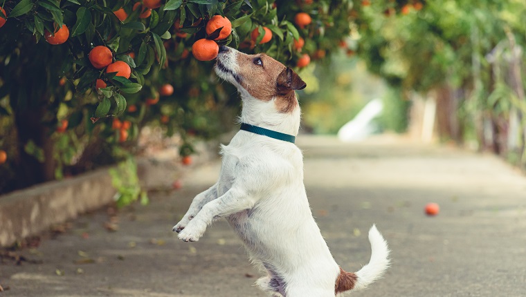 Can Dogs Eat Tangerines? Are Tangerines Safe For Dogs? - DogTime
