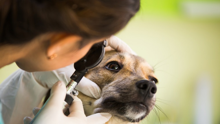 Diseases Of The Orbit Of The Eye In Dogs: Symptoms, Causes ...
