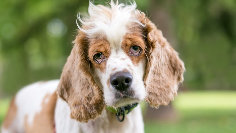 Ectropion (Droopy Eye) In Dogs: Symptoms, Causes, & Treatments - DogTime